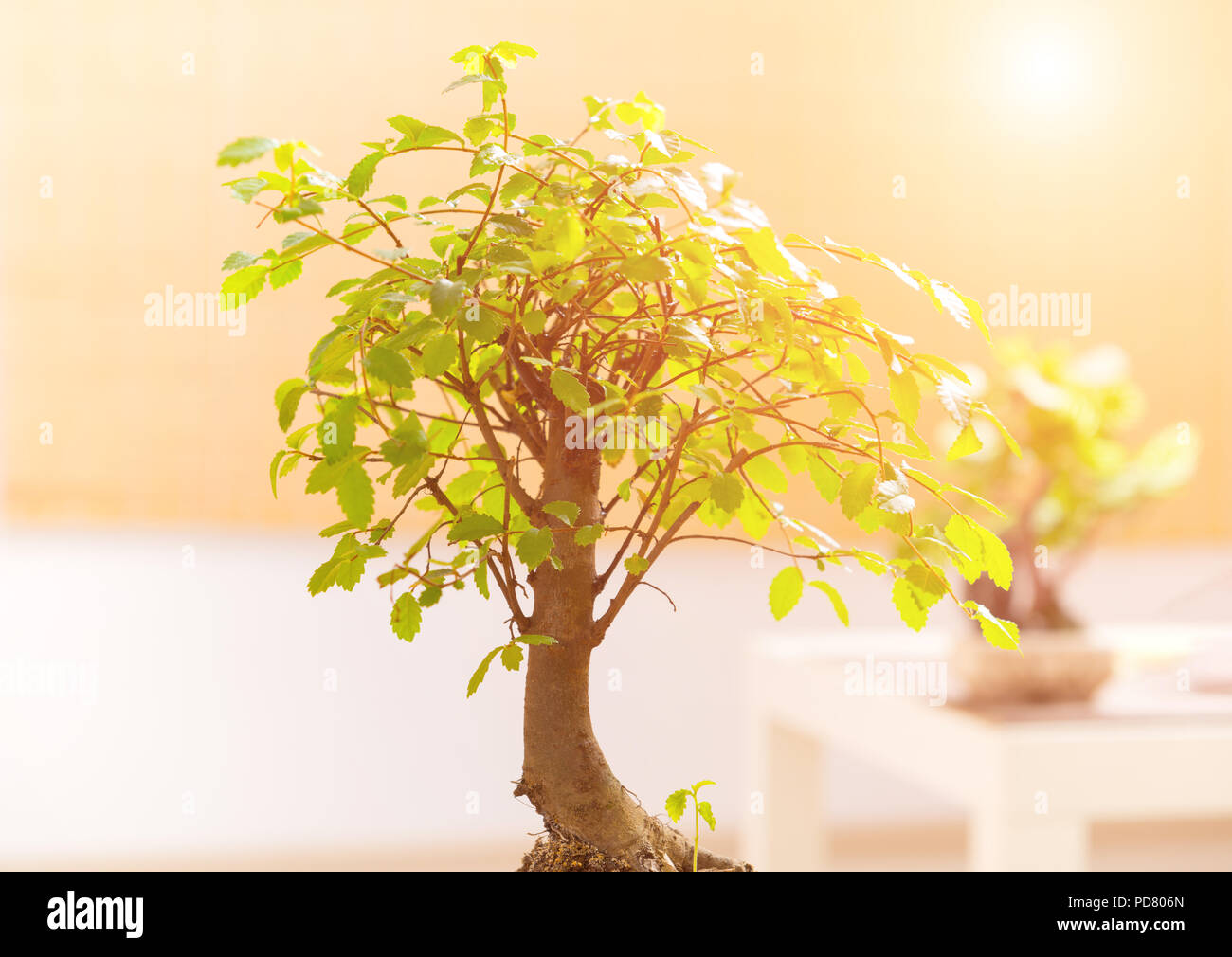 Bonsai tree on table hi-res stock photography and images - Alamy