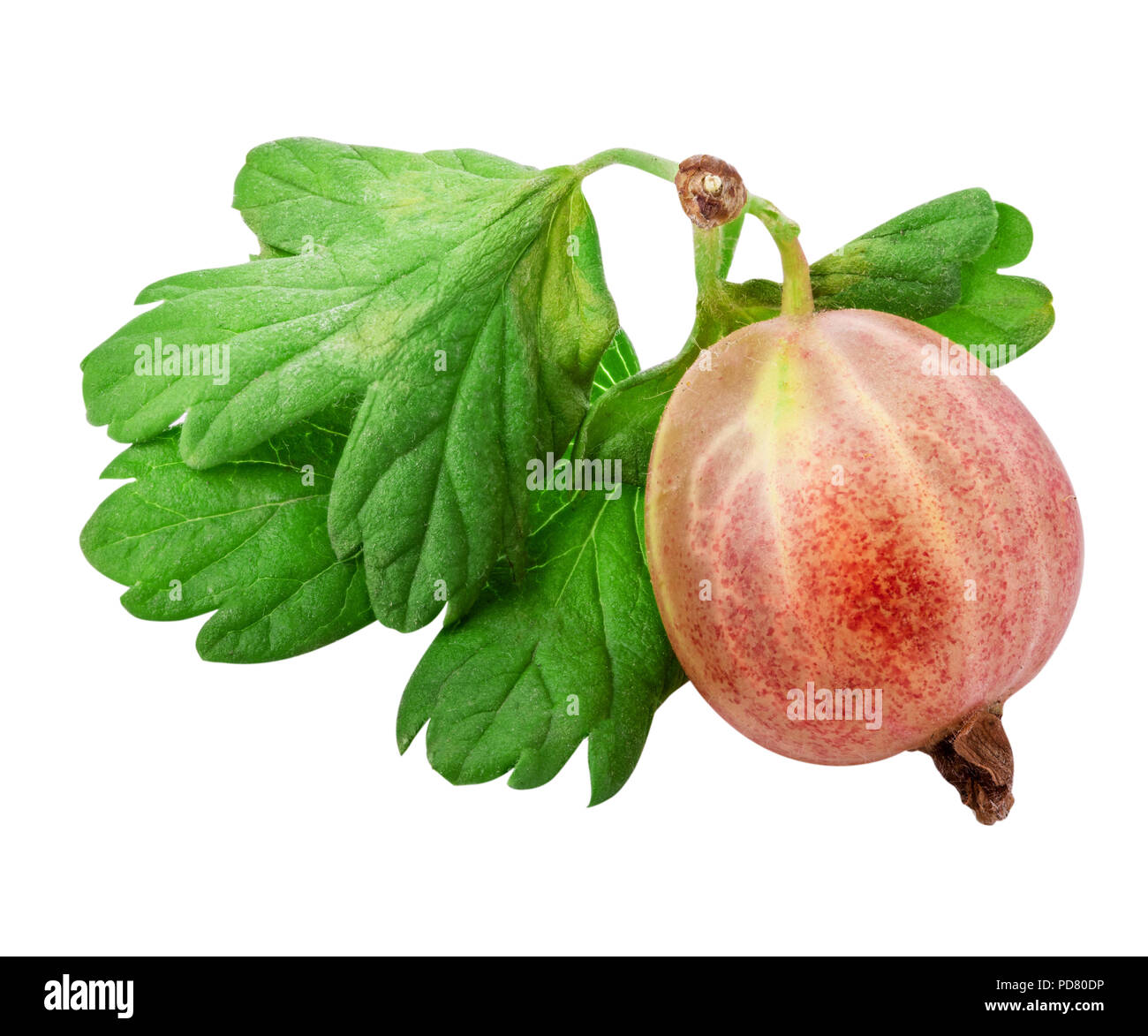 Fresh gooseberry isolated on white background Stock Photo - Alamy