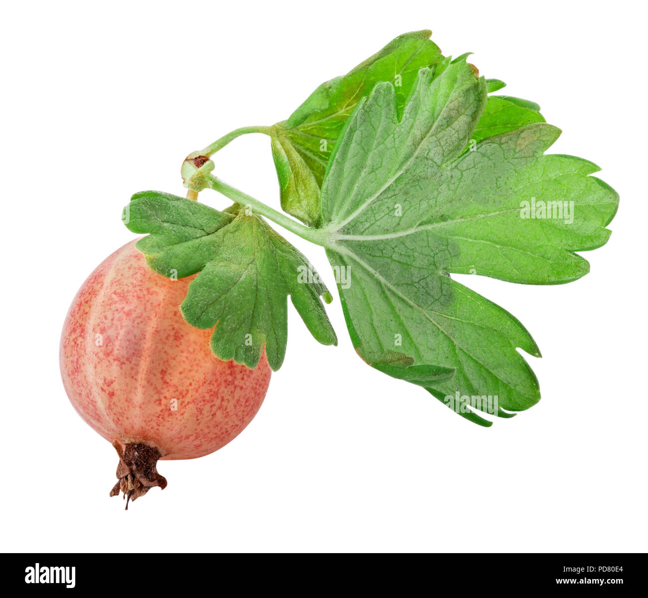 Fresh gooseberry isolated on white background Stock Photo - Alamy