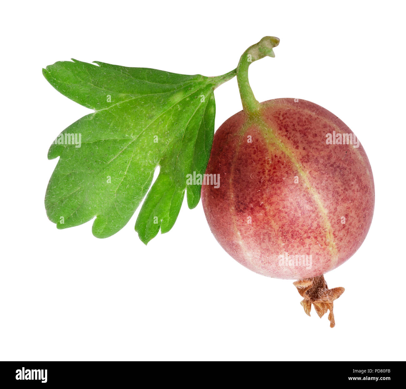 Fresh gooseberry isolated on white background Stock Photo - Alamy