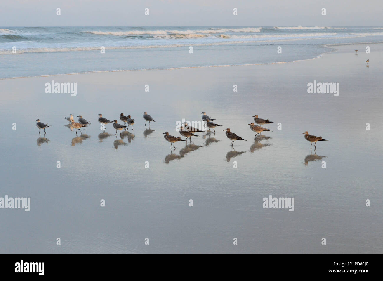 Piper Birds High Resolution Stock Photography and Images - Alamy