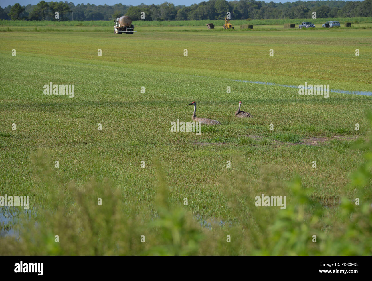 Birdwatching Scenic Landscape Wildlife Photograph Pair Florida Sandhill ...