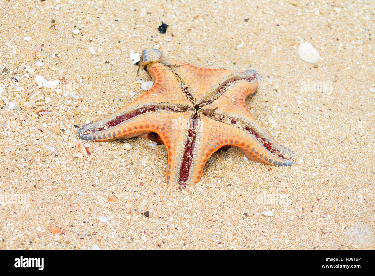 Upside down shell hi-res stock photography and images - Alamy