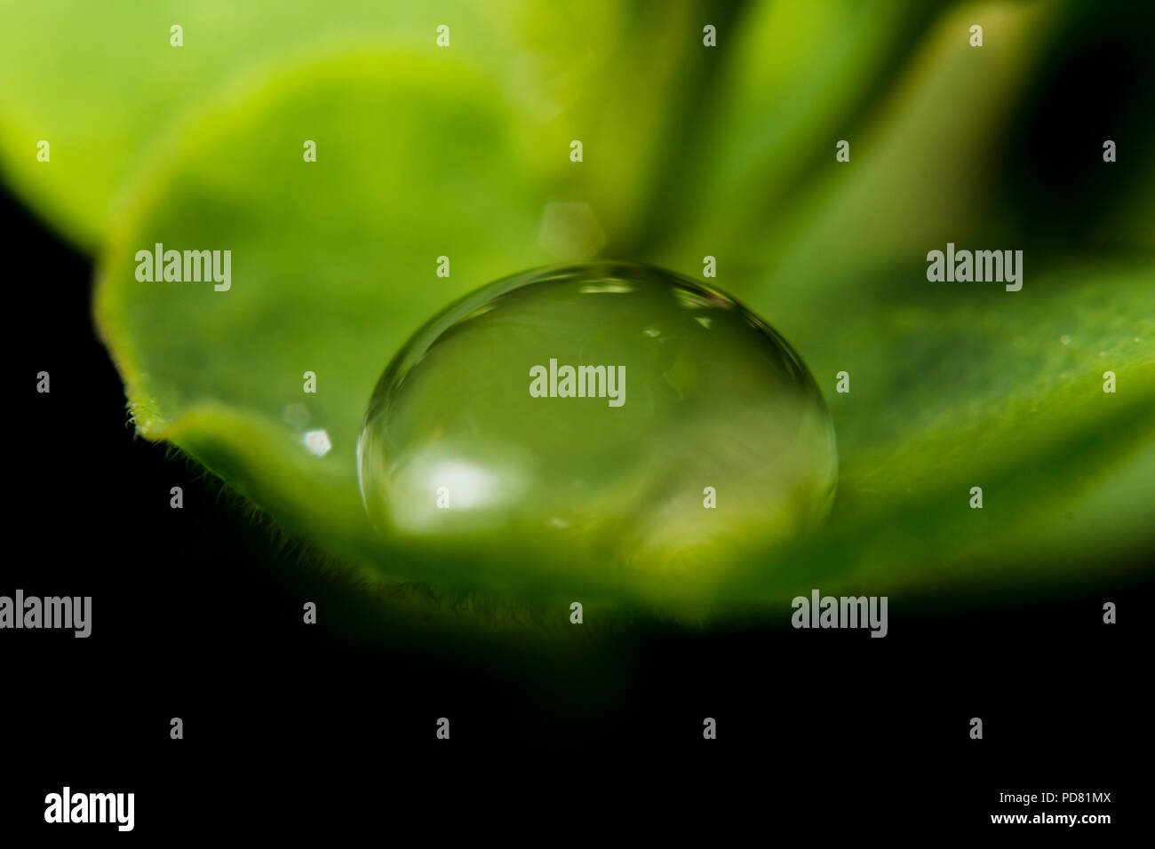Fresh wet round water drop on a green leaf of a plant Stock Photo - Alamy