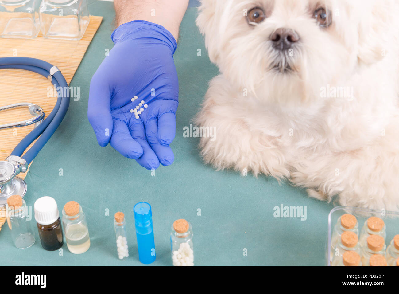 Vet holding homeopathic globules for a little maltese dog Stock Photo ...
