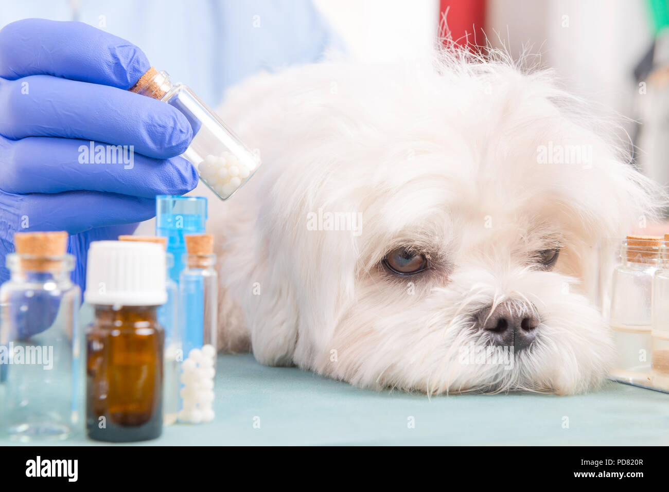 Vet holding homeopathic globules for a little maltese dog Stock Photo ...