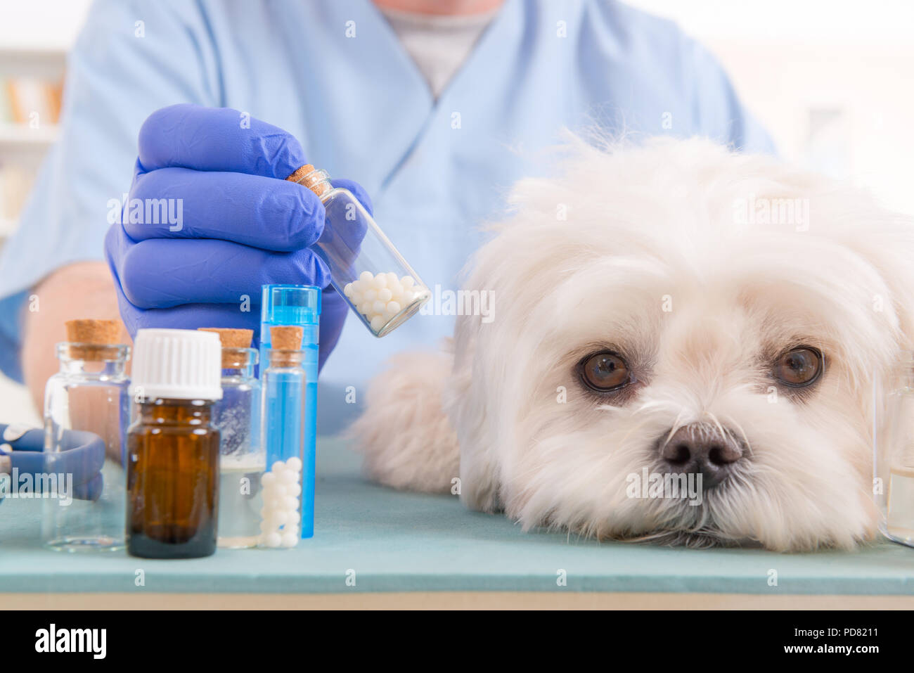 Vet holding homeopathic globules for a little maltese dog Stock Photo ...