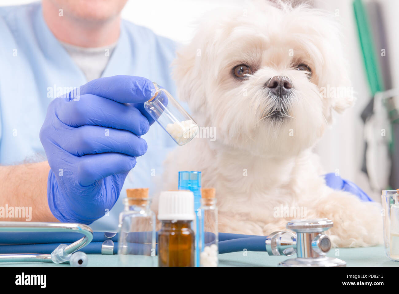 Vet holding homeopathic globules for a little maltese dog Stock Photo ...
