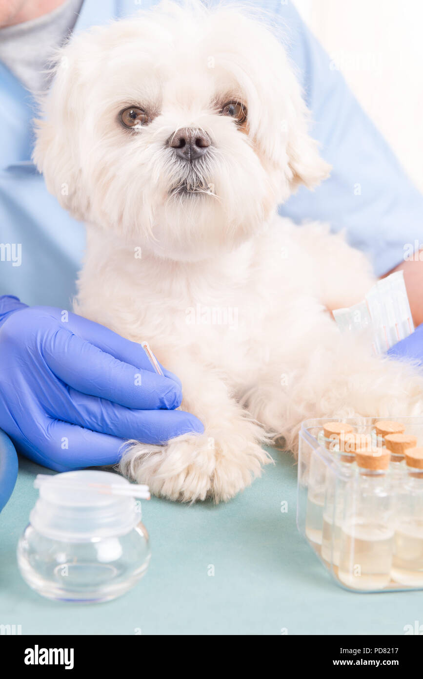 Vet doing acupuncture treatment on dog's paw Stock Photo - Alamy