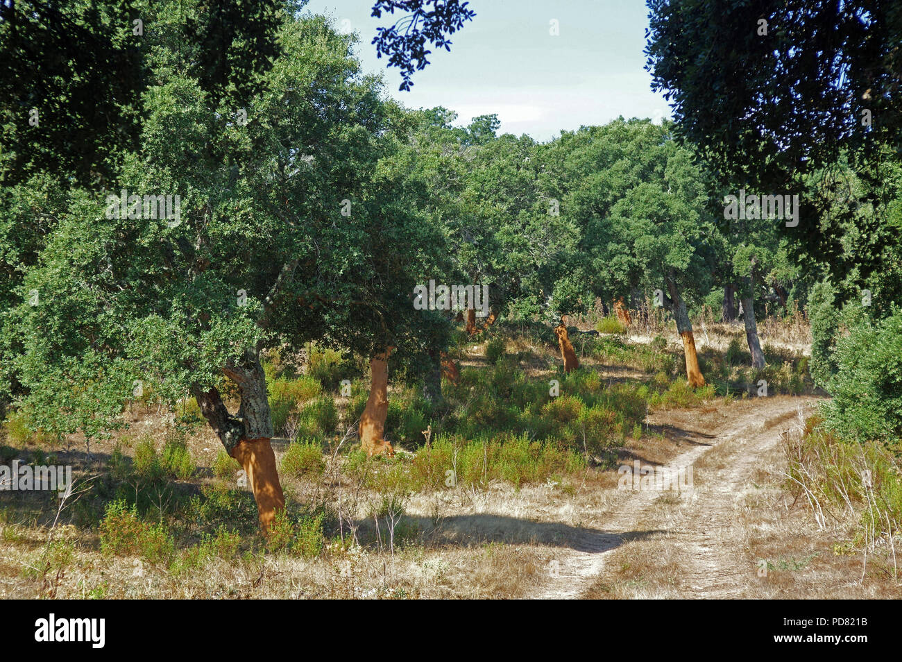 Cork oaks forest sardinia hi-res stock photography and images - Alamy