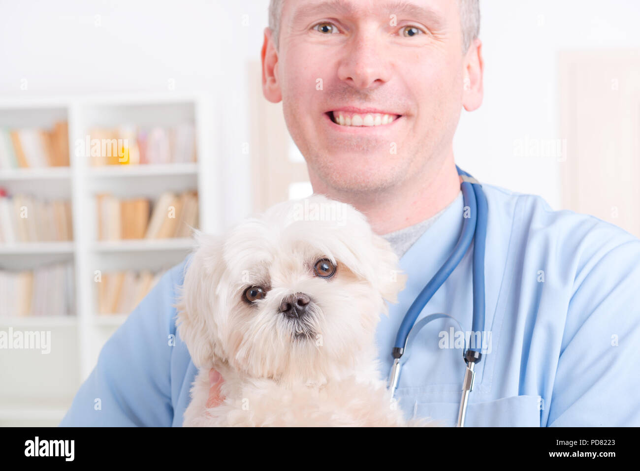 Happy vet with little dog maltese and stethoscope Stock Photo - Alamy