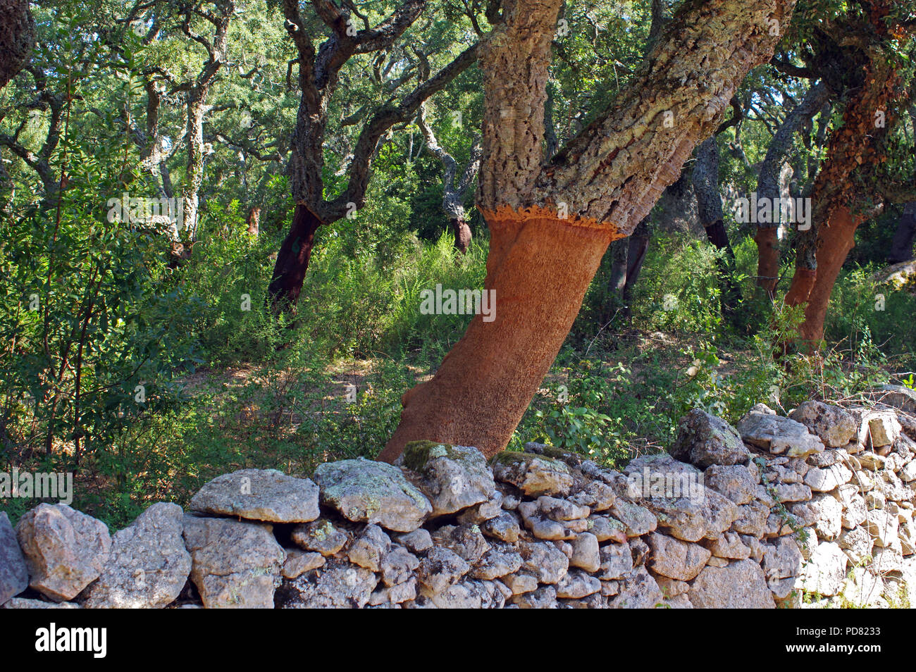 Cork oaks forest sardinia hi-res stock photography and images - Alamy