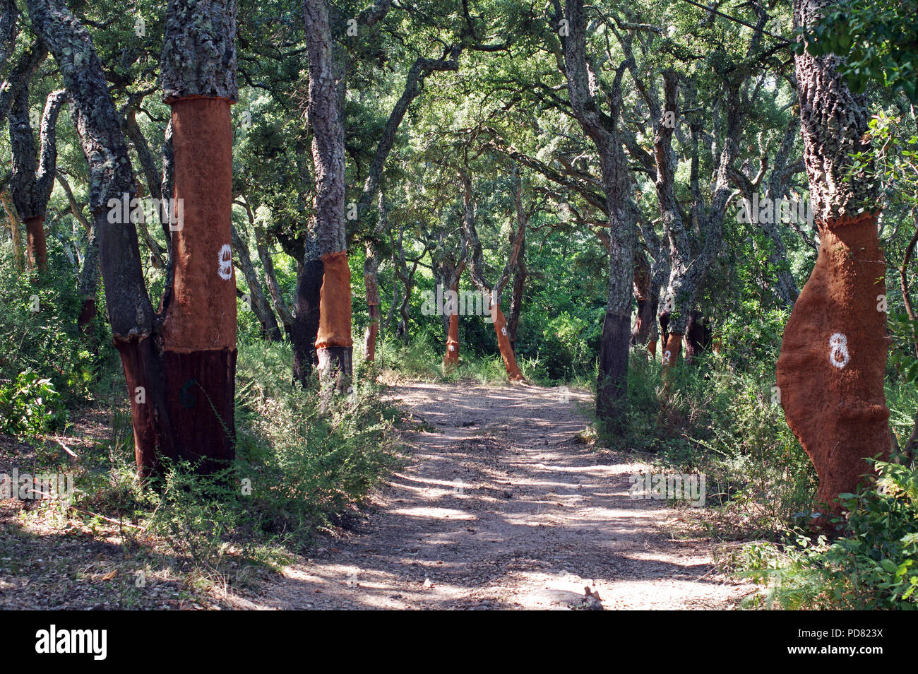 Cork oaks forest sardinia hi-res stock photography and images - Alamy