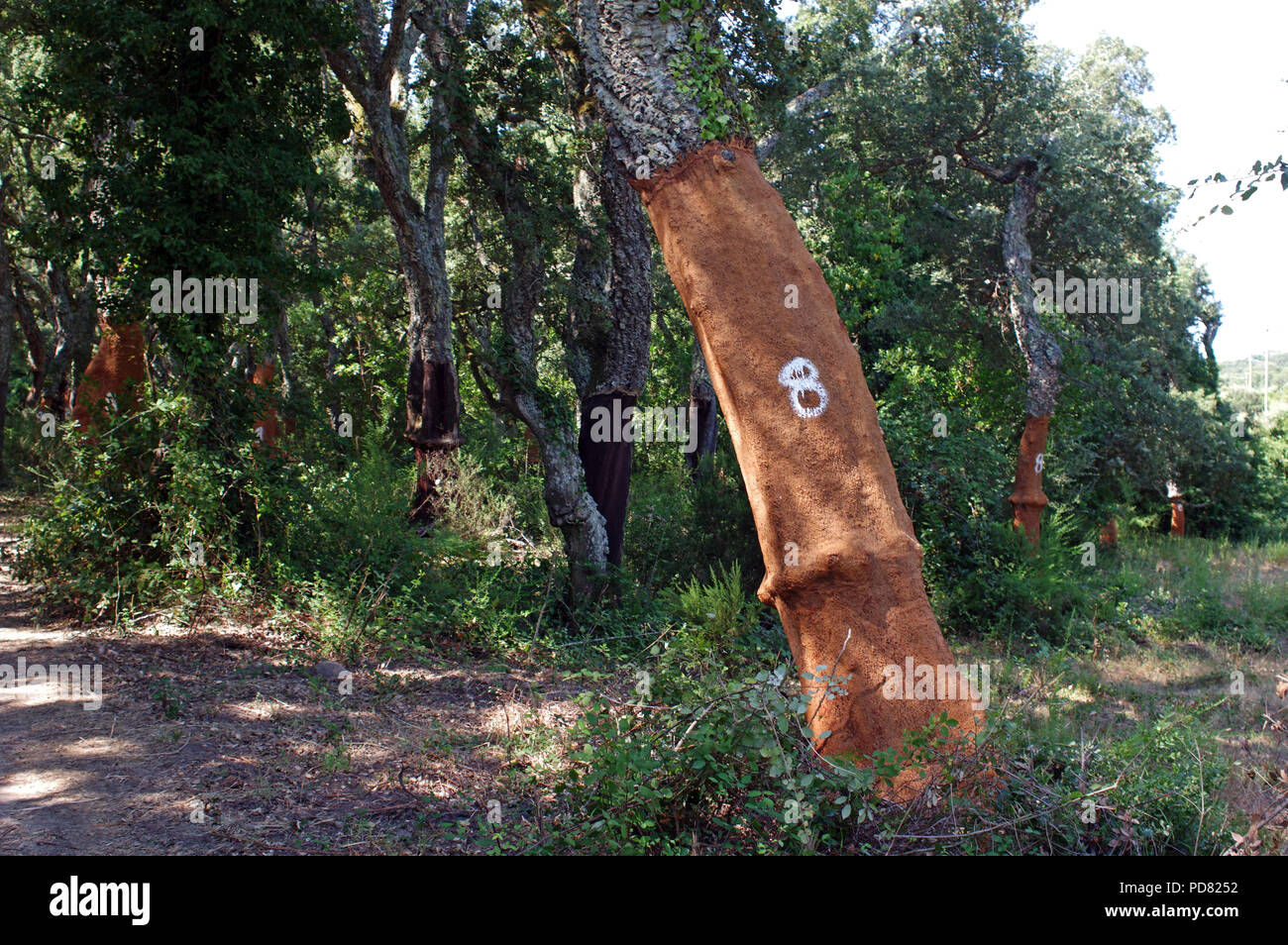 Cork oaks forest sardinia hi-res stock photography and images - Alamy