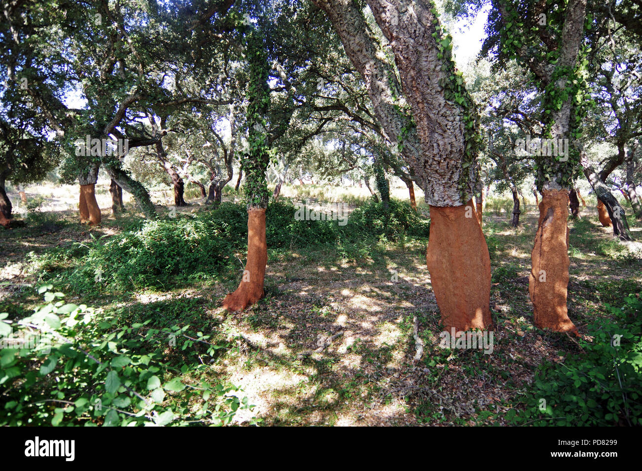 Cork oaks barking in Sardinia countryside Stock Photo - Alamy
