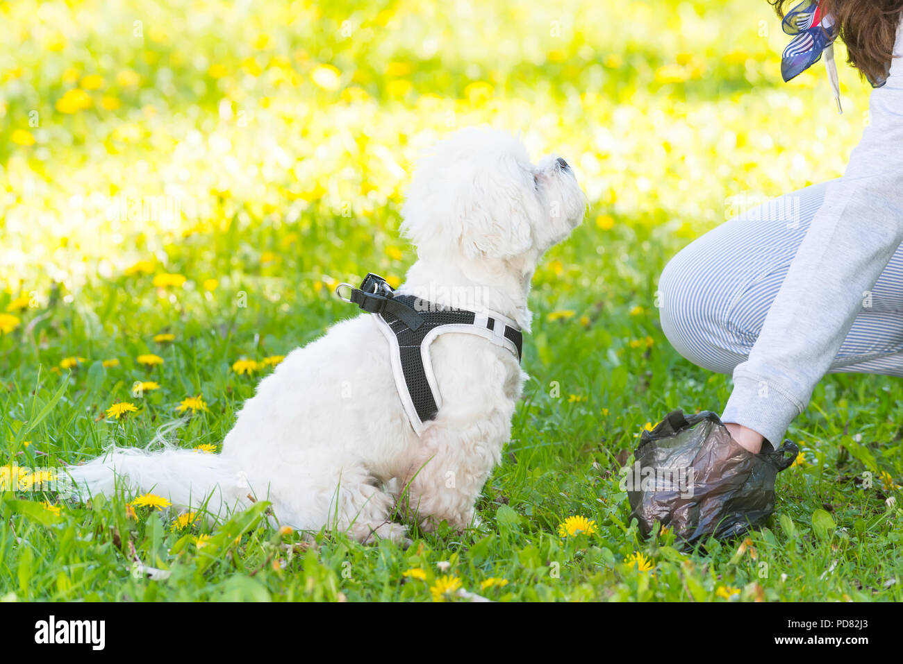 Owner cleaning up after the dog with plastic bag Stock Photo - Alamy
