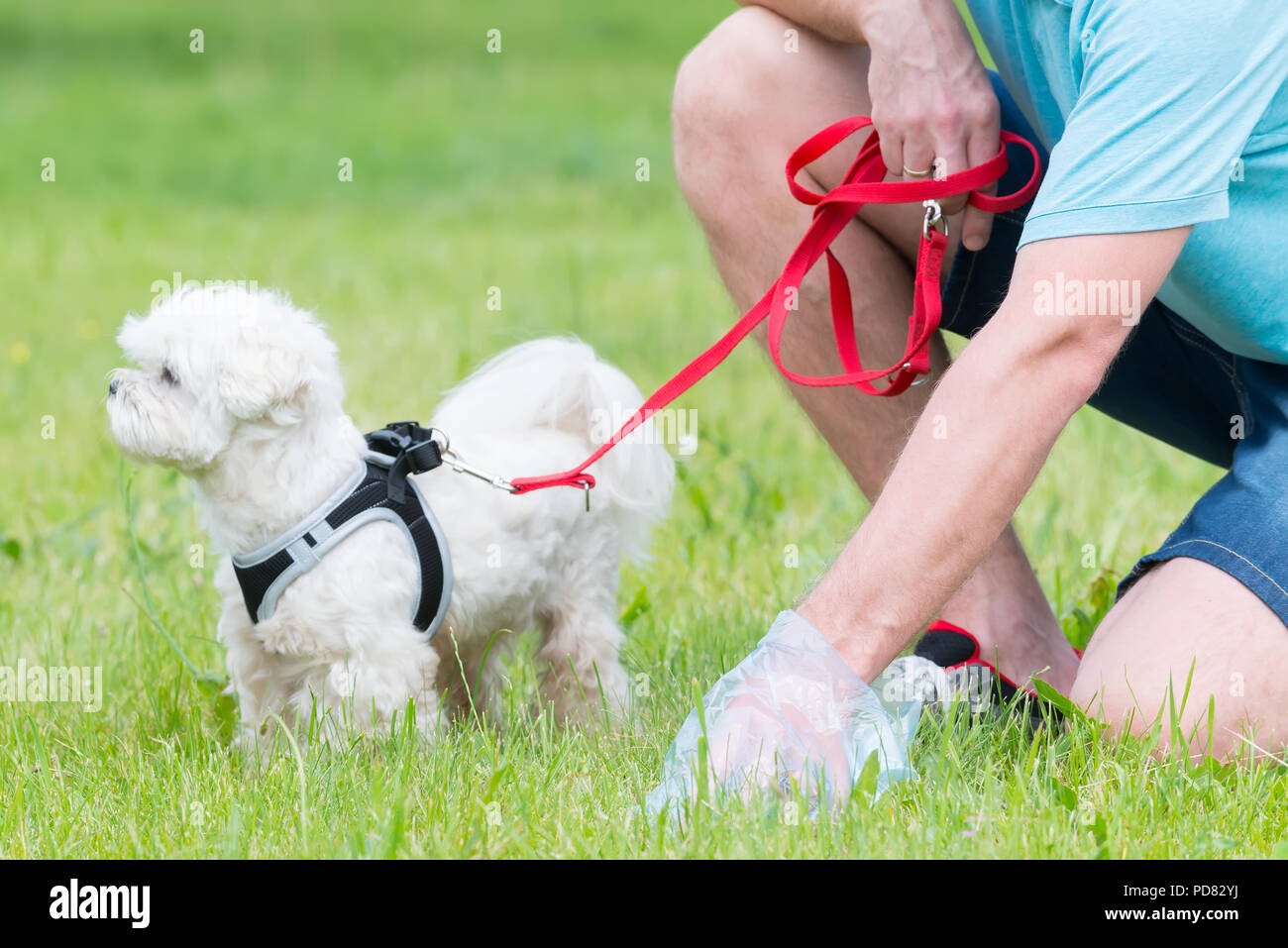 Owner cleaning up after the dog with plastic bag Stock Photo - Alamy