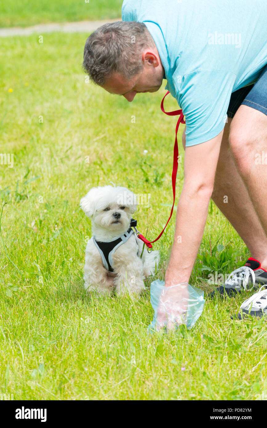 Owner cleaning up after the dog with plastic bag Stock Photo - Alamy