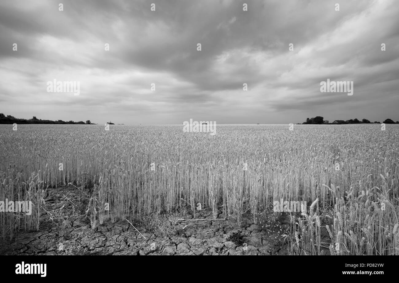Dry barley crop field during the UK summer heatwave Stock Photo - Alamy