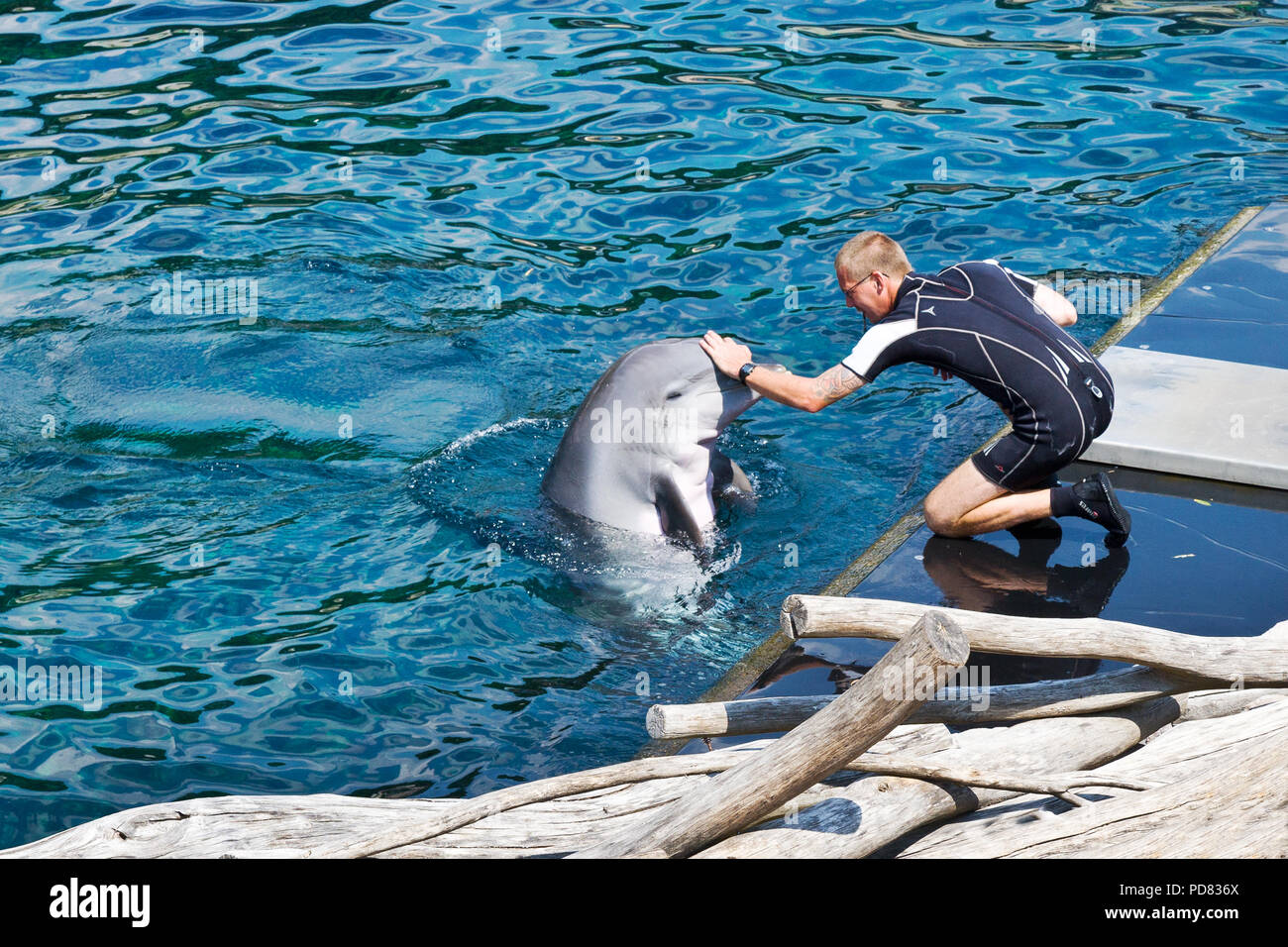 delfini show, Akvarium a delfinárium Zoo, Norimberk, Německo / dolphin ...