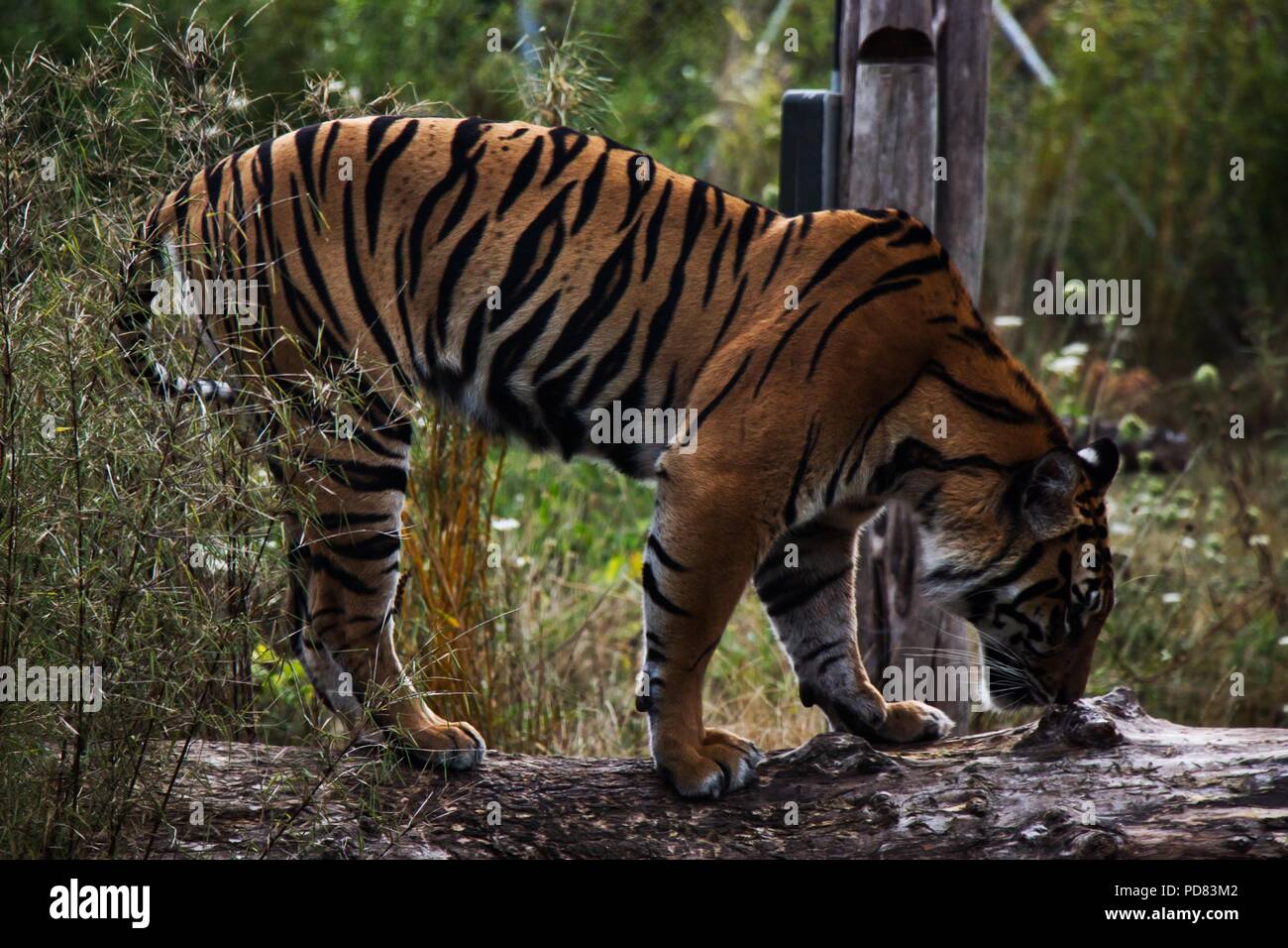Sumatran tiger prowling at Chester Zoo Stock Photo - Alamy