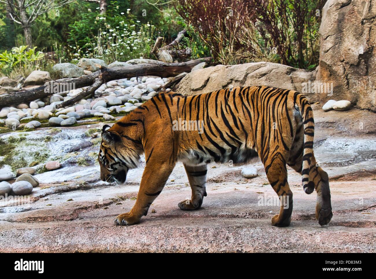 Sumatran tiger prowling at Chester Zoo Stock Photo - Alamy