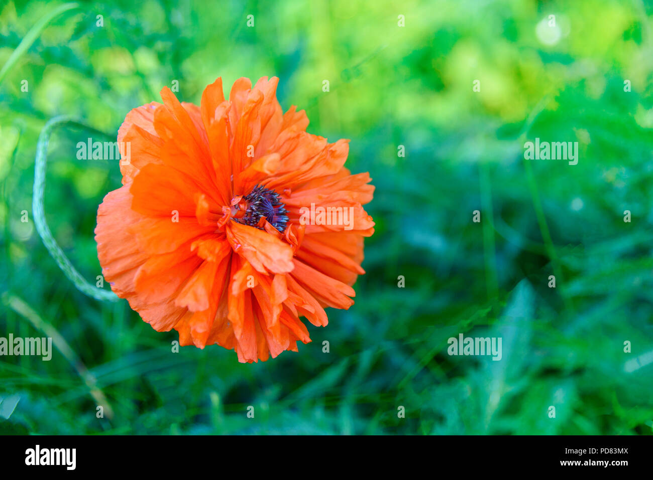 Terry red poppy in garden on green background Stock Photo - Alamy
