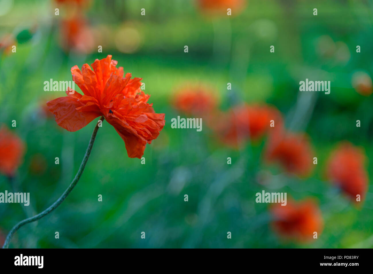 Terry red poppy in garden on green background Stock Photo - Alamy