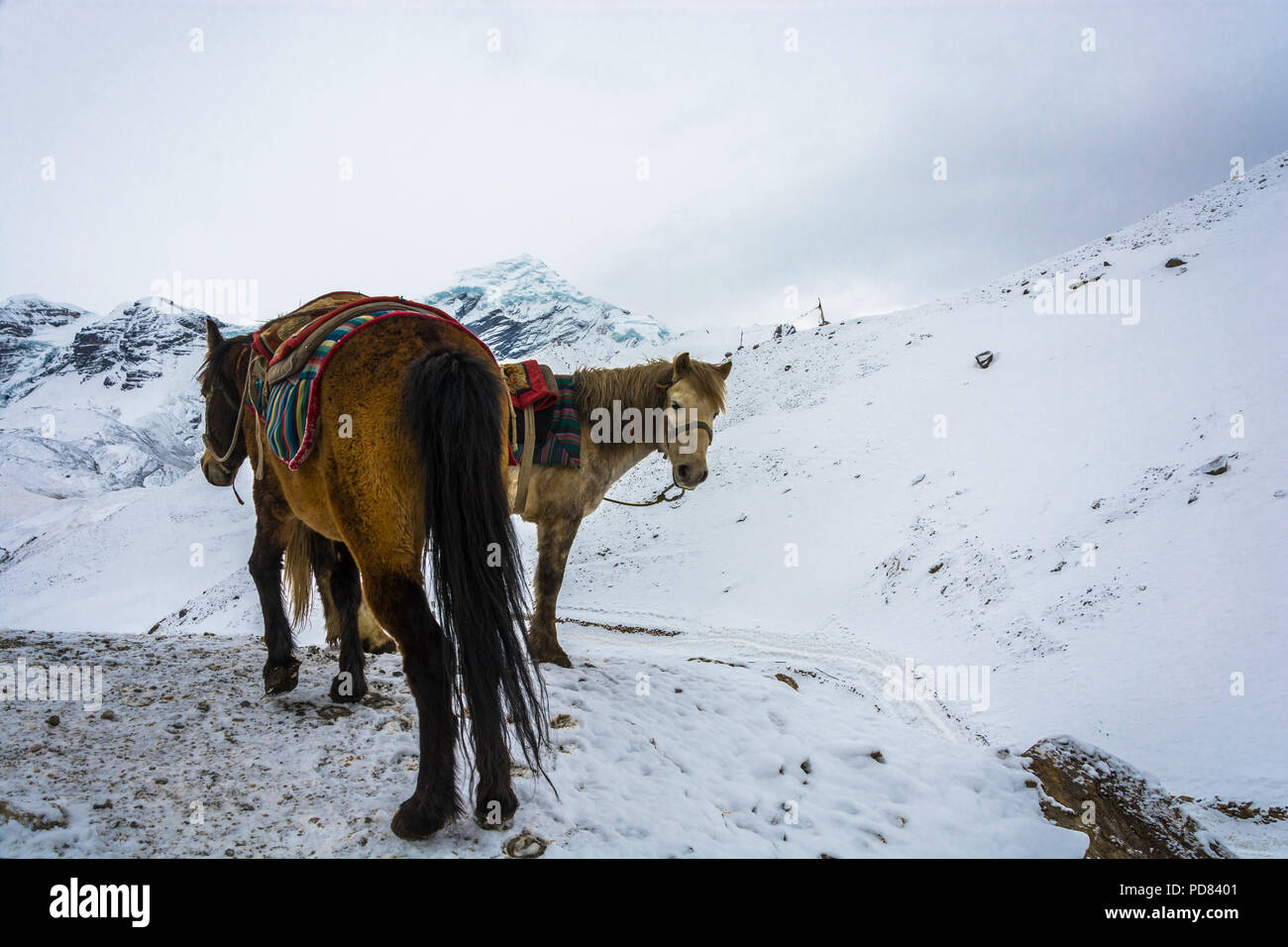 Torong hi-res stock photography and images - Alamy