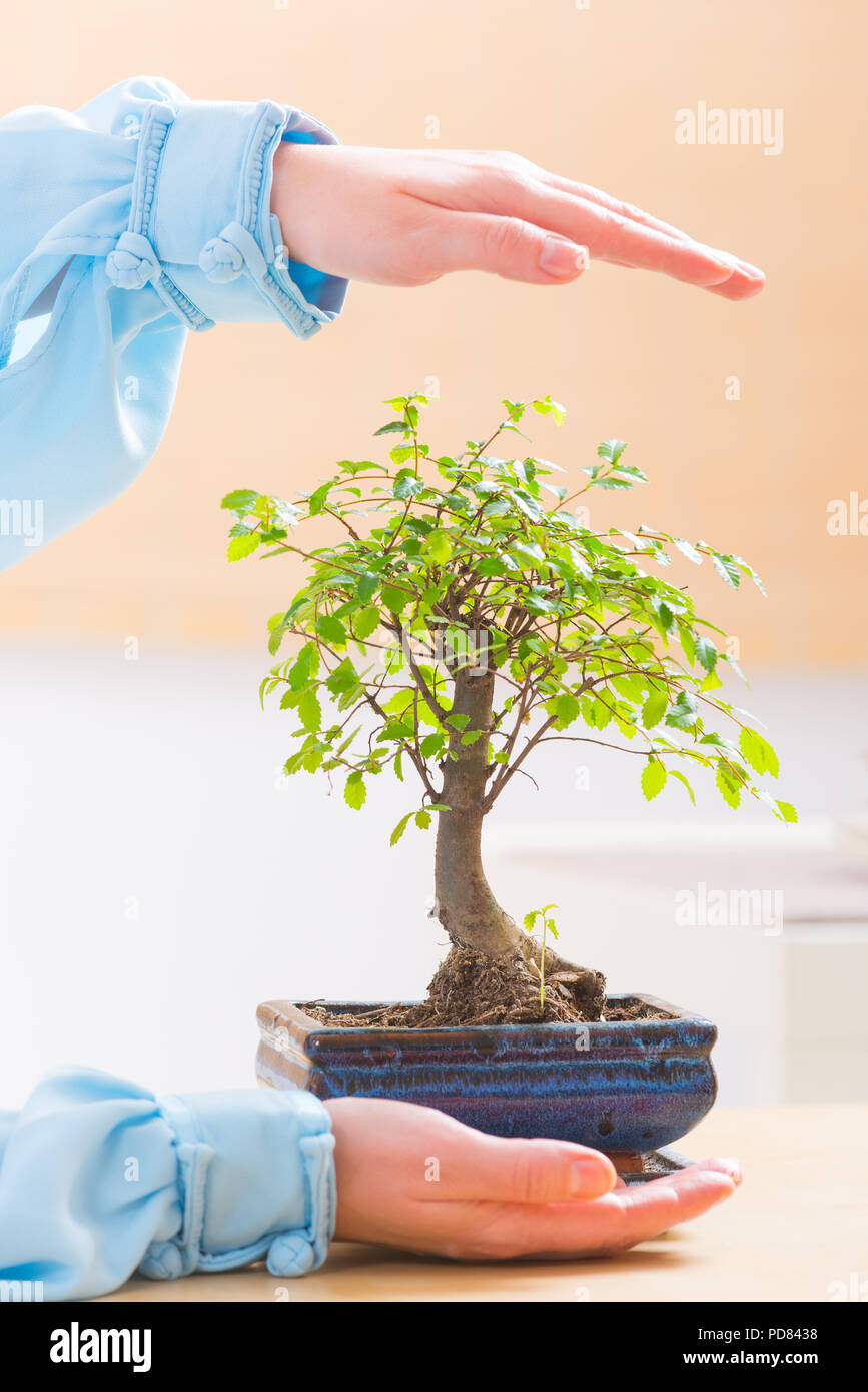 Beautiful bonsai tree with woman's hands Stock Photo - Alamy