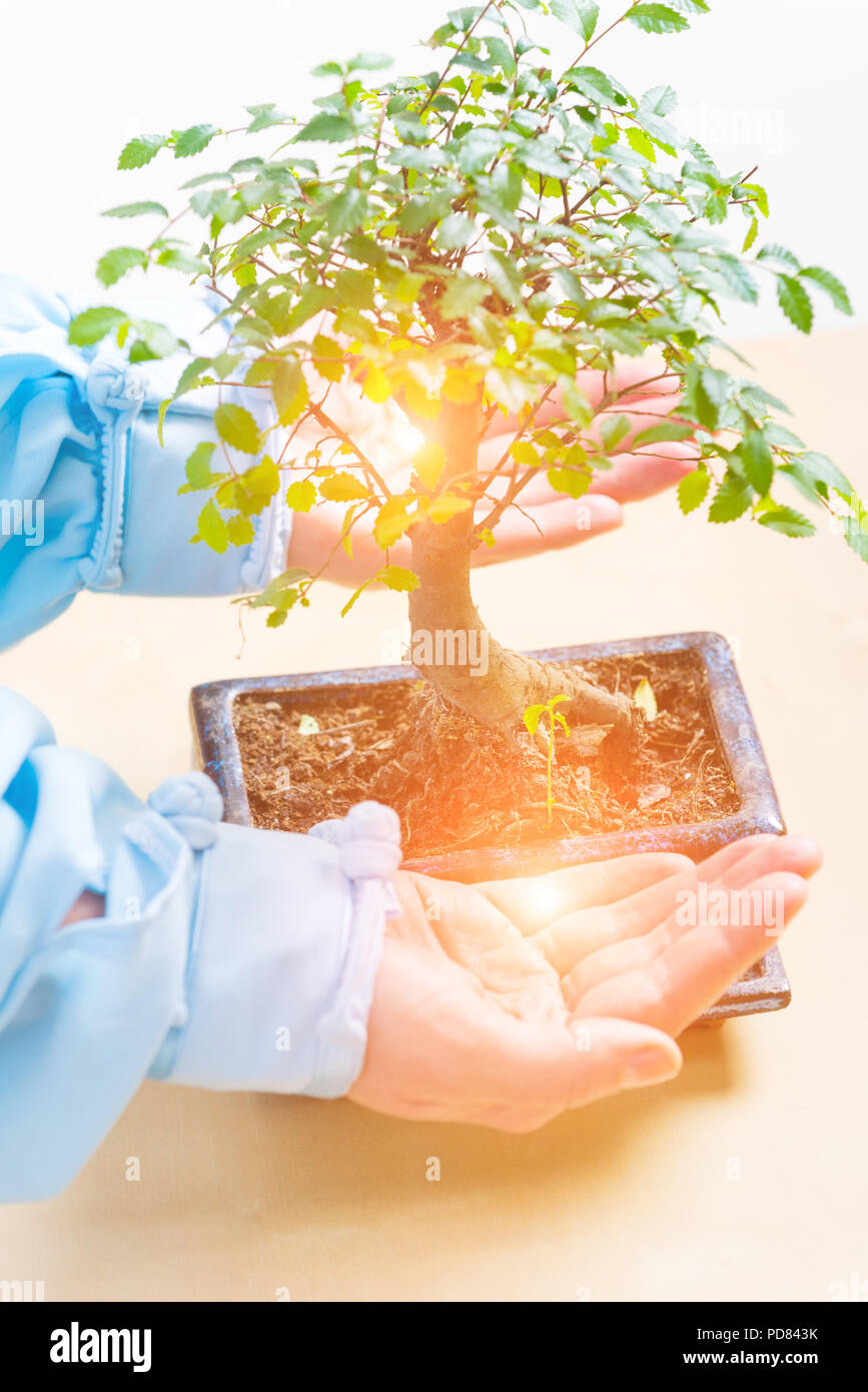 Beautiful bonsai tree with waman's hands Stock Photo - Alamy