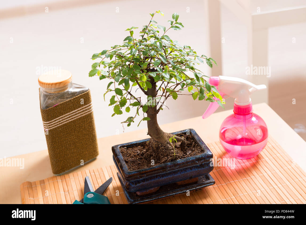 Beautiful bonsai tree, and sprayer scissors Stock Photo - Alamy