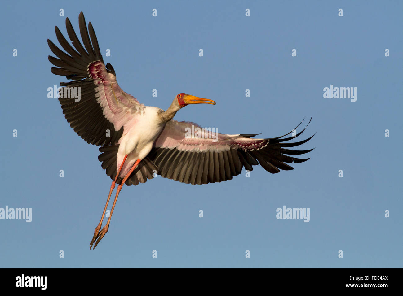 Yellow-billed Stork in flight Stock Photo - Alamy