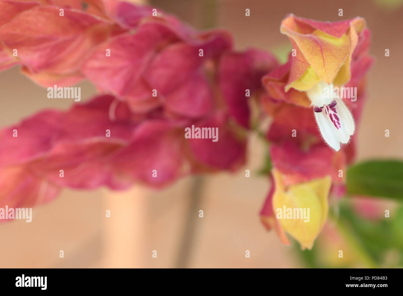 Justicia Leaf High Resolution Stock Photography and Images - Alamy