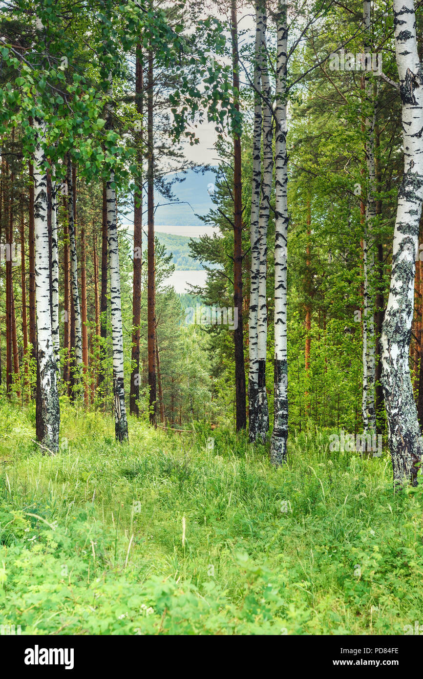 Birch forest russia hi-res stock photography and images - Alamy