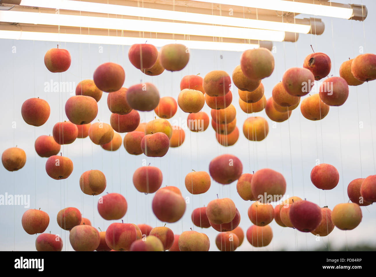 Apples hanging string hi-res stock photography and images - Alamy