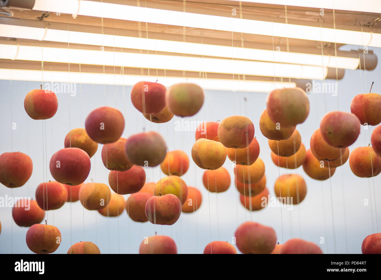 Apples hanging string hi-res stock photography and images - Alamy Apples hanging string hi-res stock photography and images - Alamy