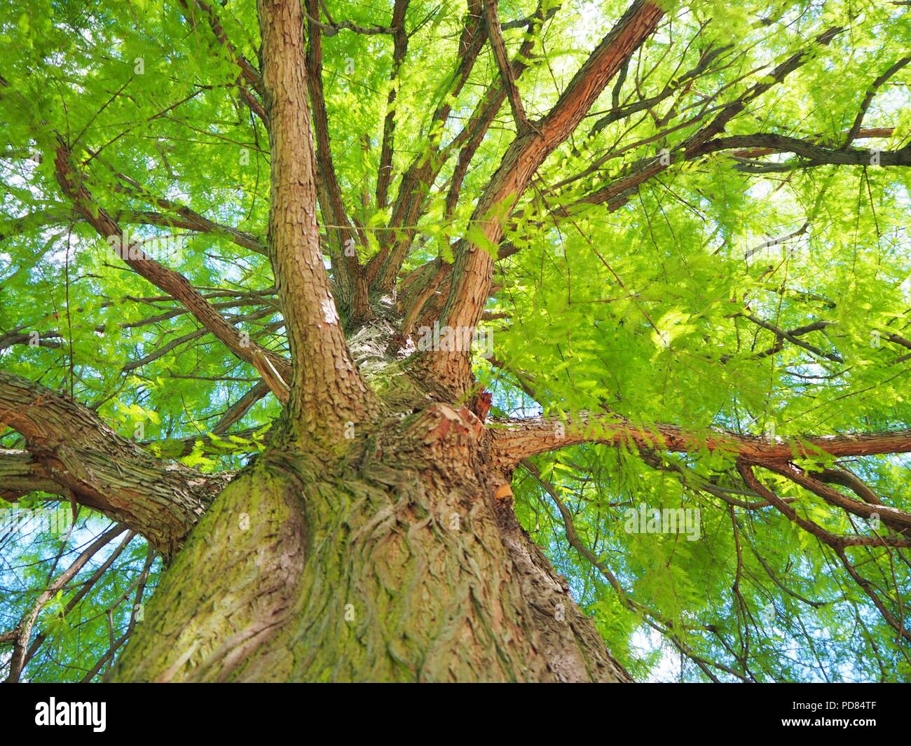 Lush green top of a giant tree Stock Photo - Alamy