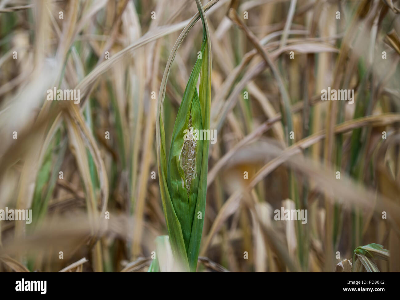 Stunted corn hi-res stock photography and images - Alamy