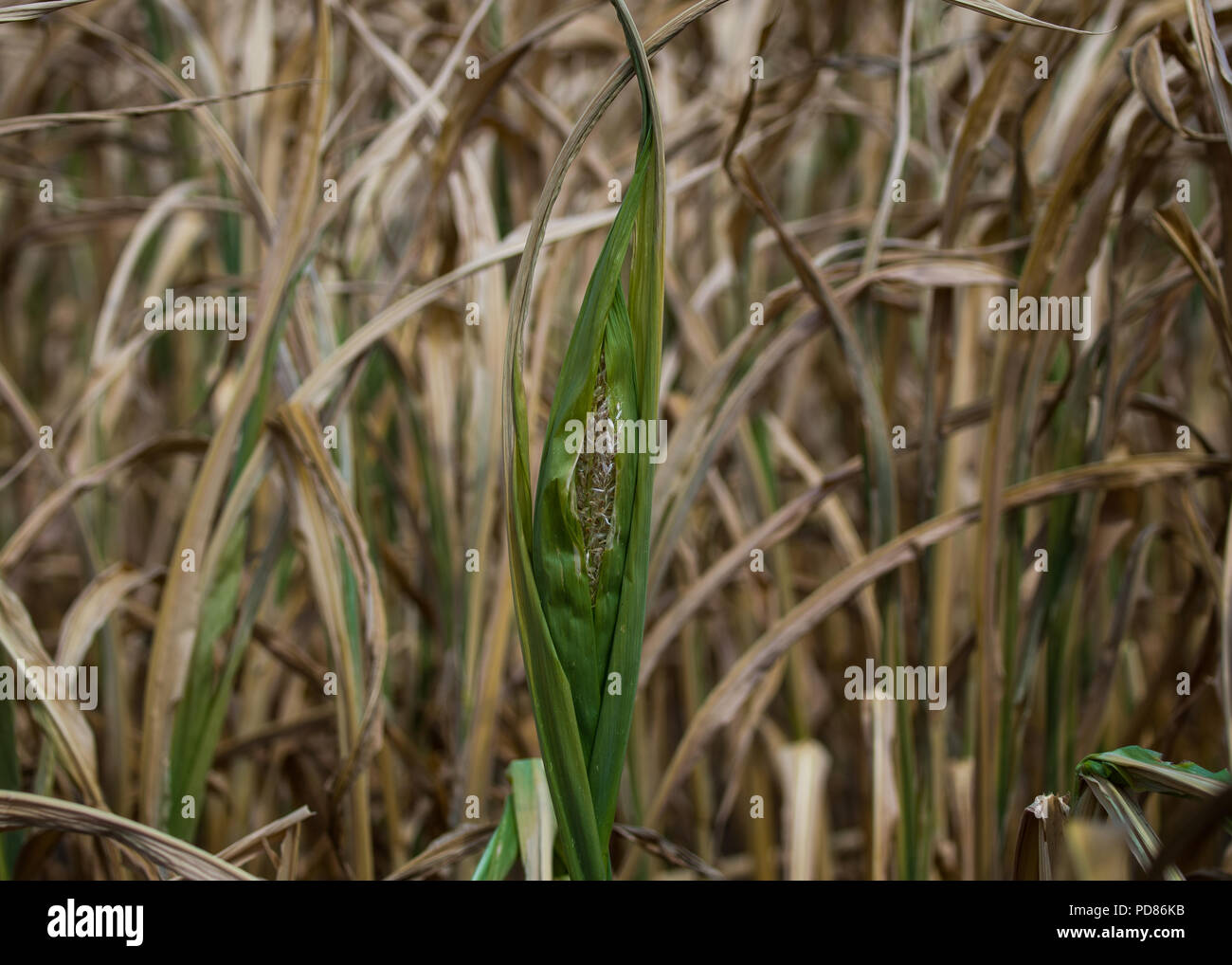Stunted corn hi-res stock photography and images - Alamy