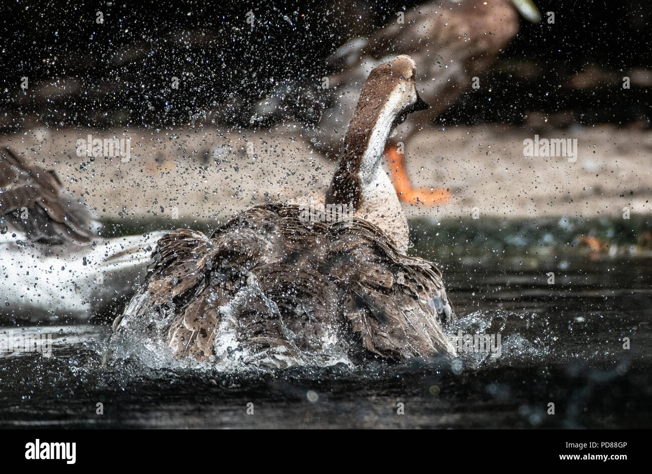 Berlin, Germany. 07th Aug, 2018. A humpbacked goose takes a bath in the ...