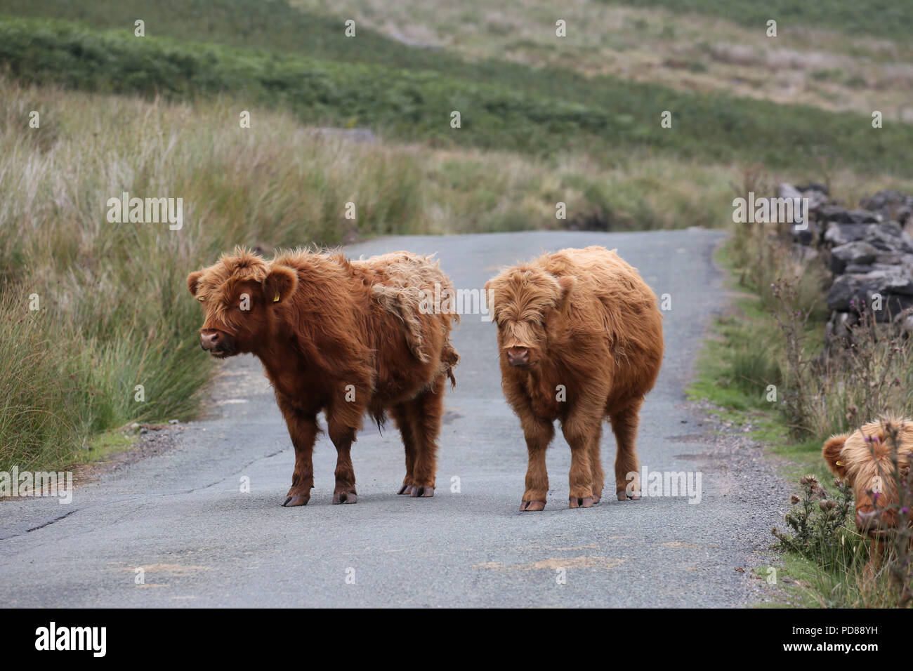 Cattle drive cook hi-res stock photography and images - Alamy
