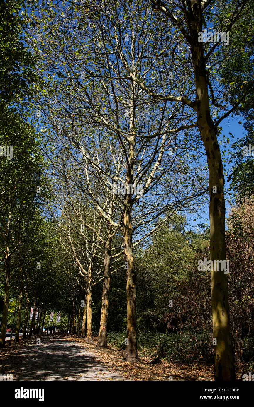 London plane trees hi-res stock photography and images - Alamy