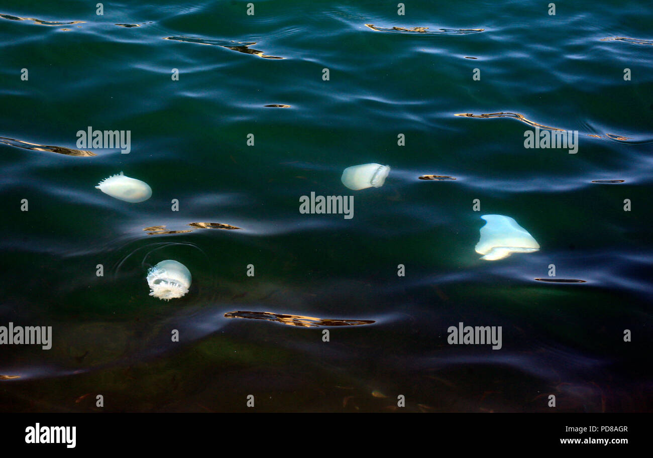 Aguamalas hi-res stock photography and images - Alamy