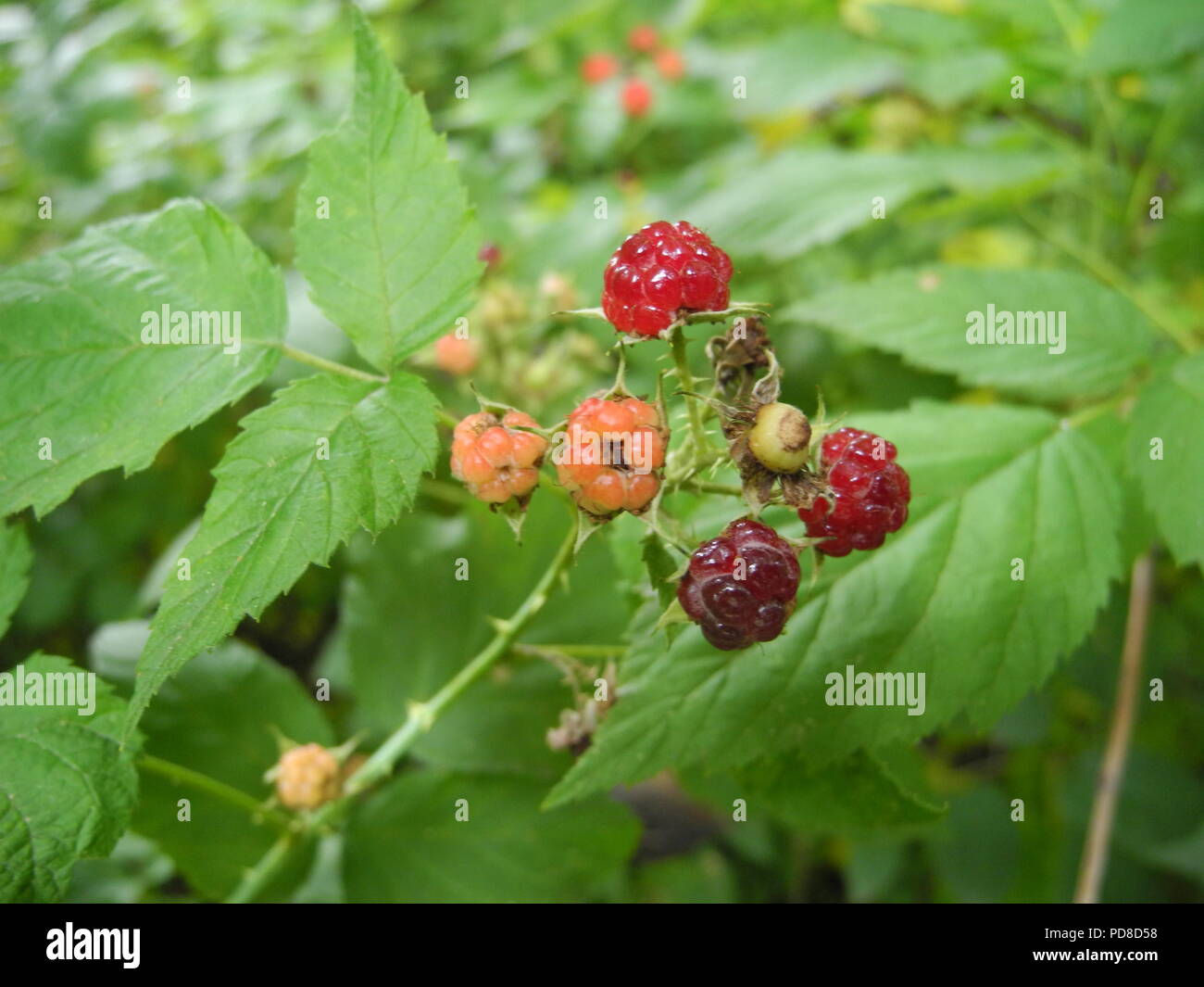 New York, USA. 23rd June, 2018. Black raspberries (Rubus occidentalis ...