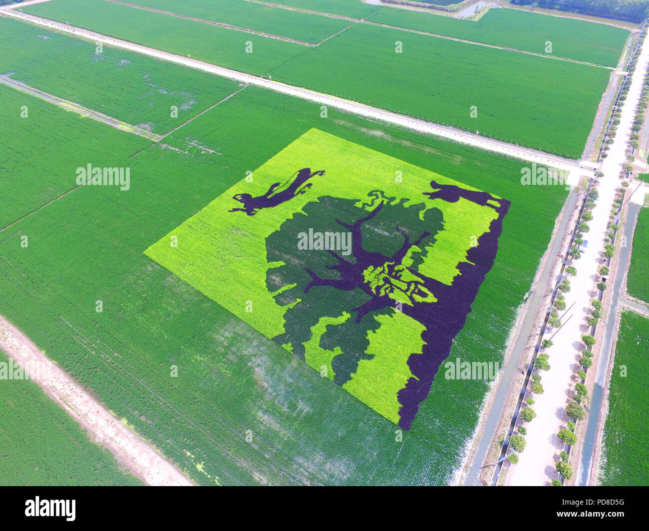 China rice paddy art hi-res stock photography and images - Alamy