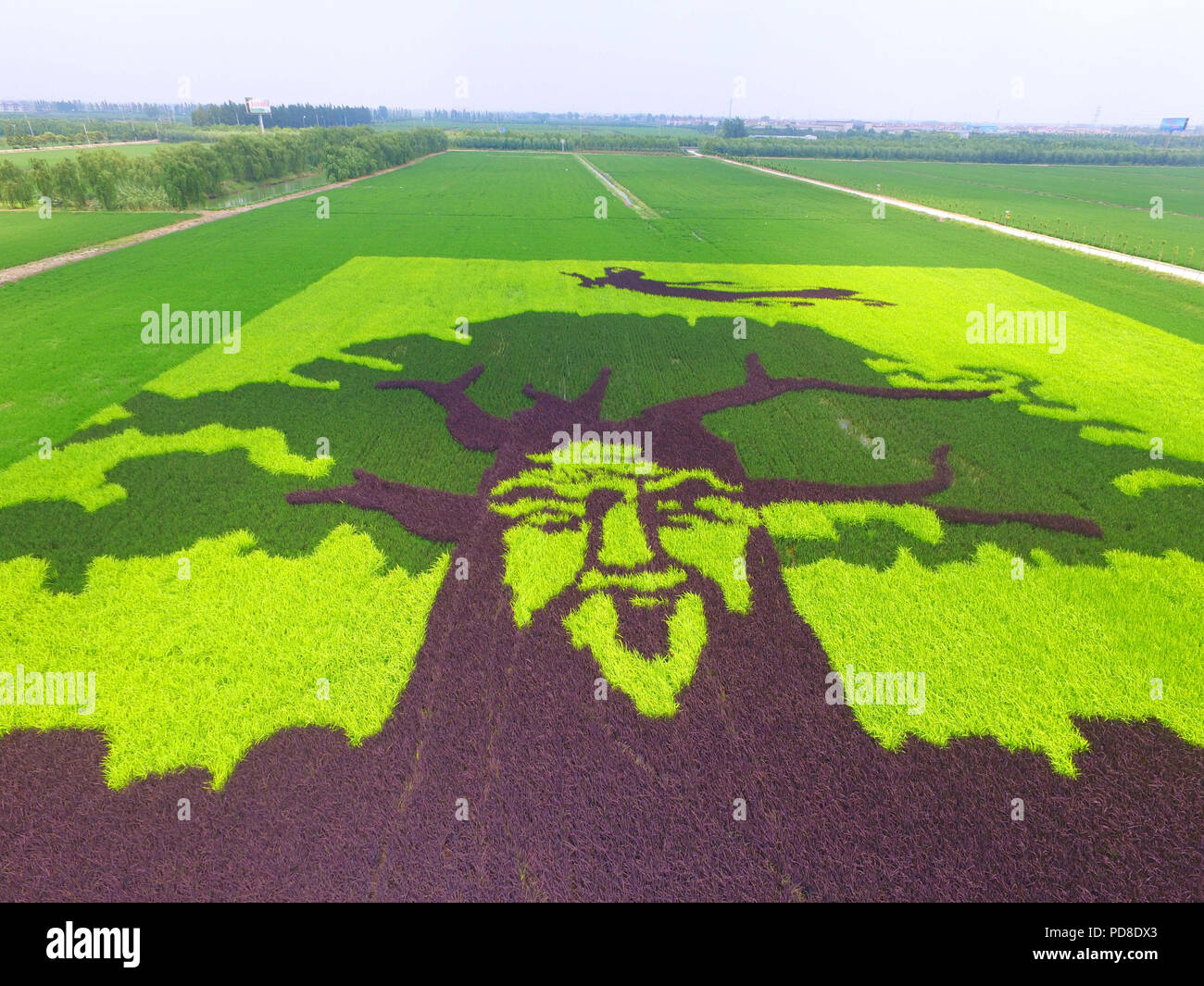 Rice paddy art hi-res stock photography and images - Alamy