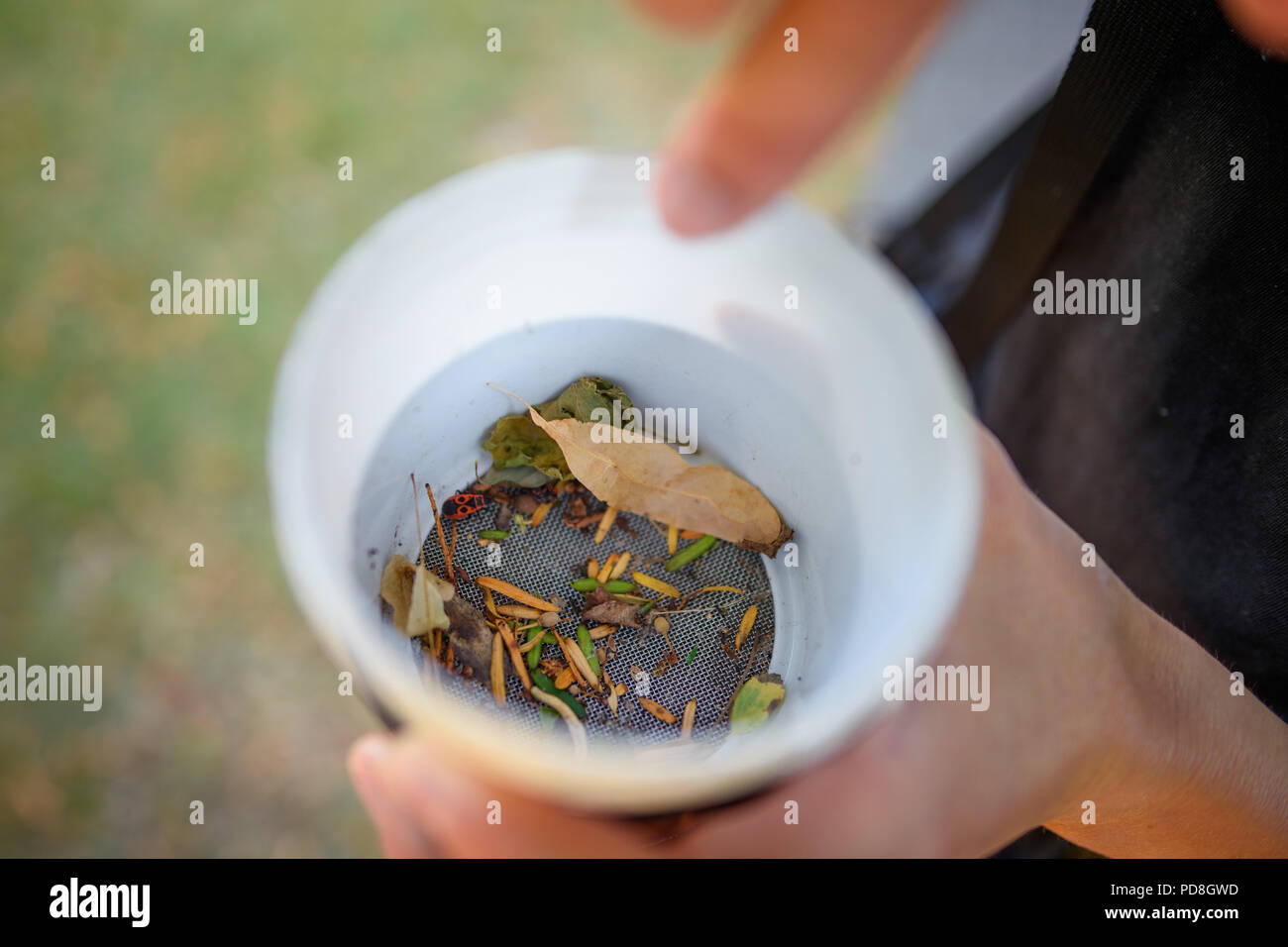 Capturing mosquitoes hi-res stock photography and images - Alamy