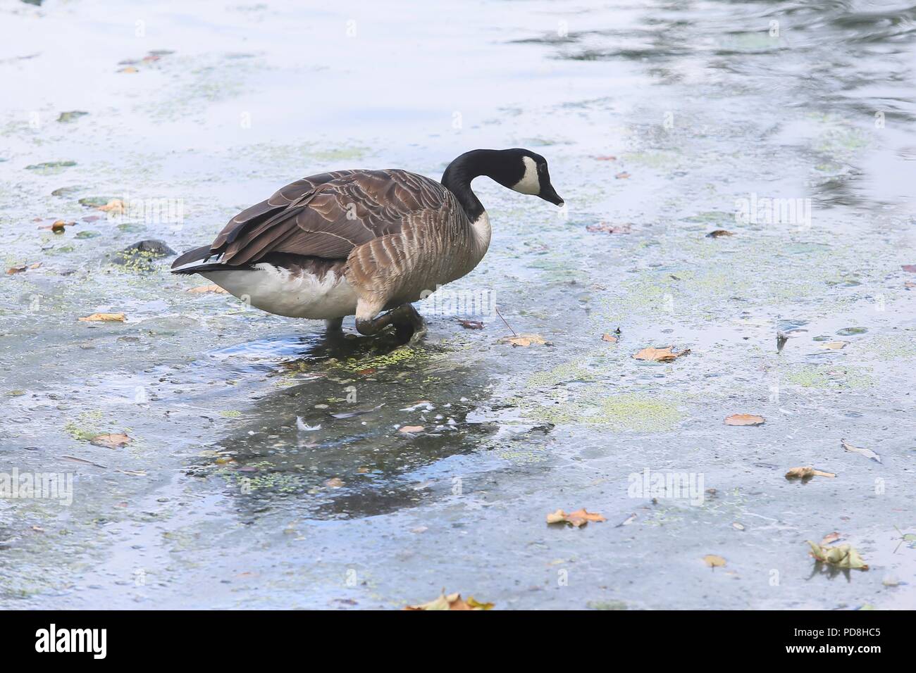 Botulism geese hi-res stock photography and images - Alamy