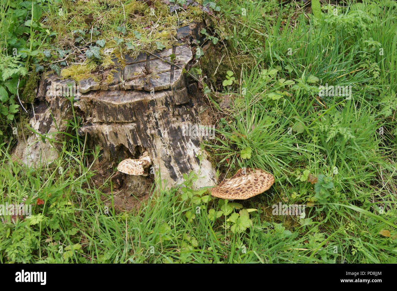 Tree stump and toadstool Stock Photo - Alamy